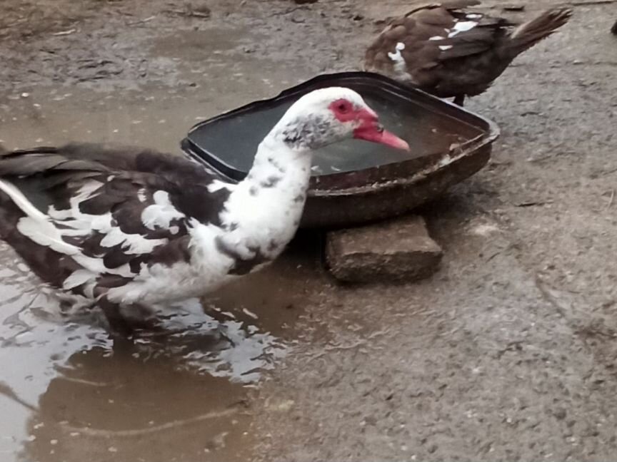 Селезень на обмен