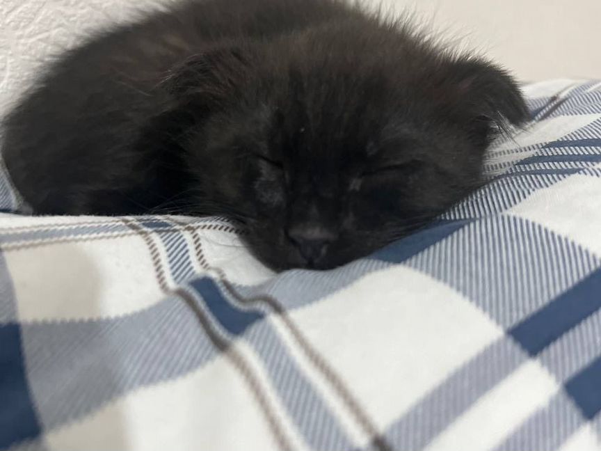 Кошка