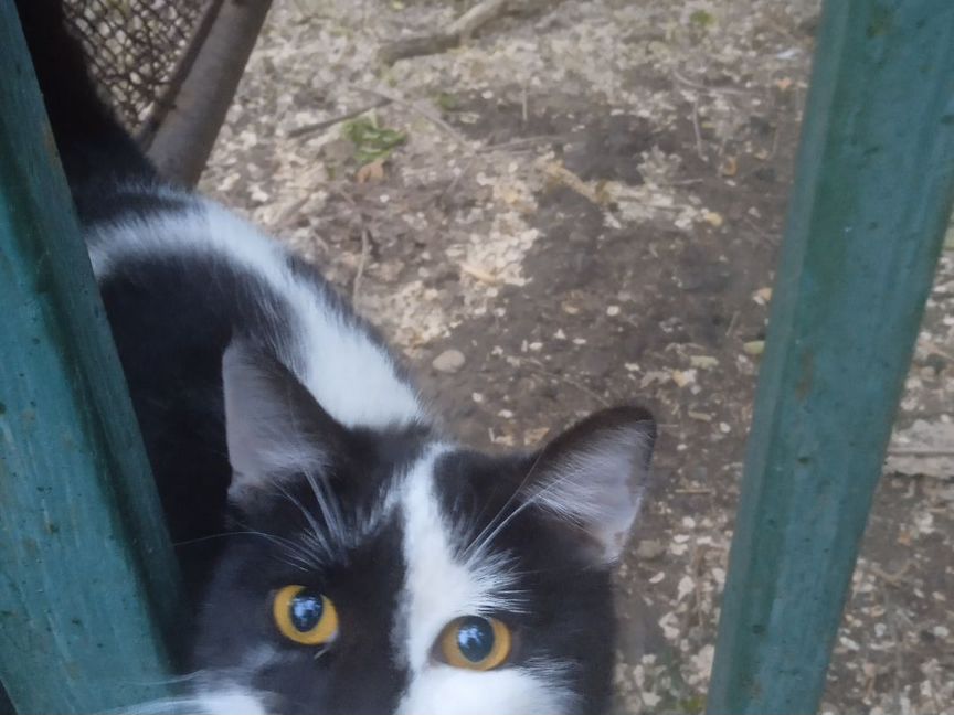 Котёнок подросток ищет любящие ручки