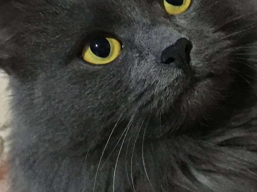 Кошка