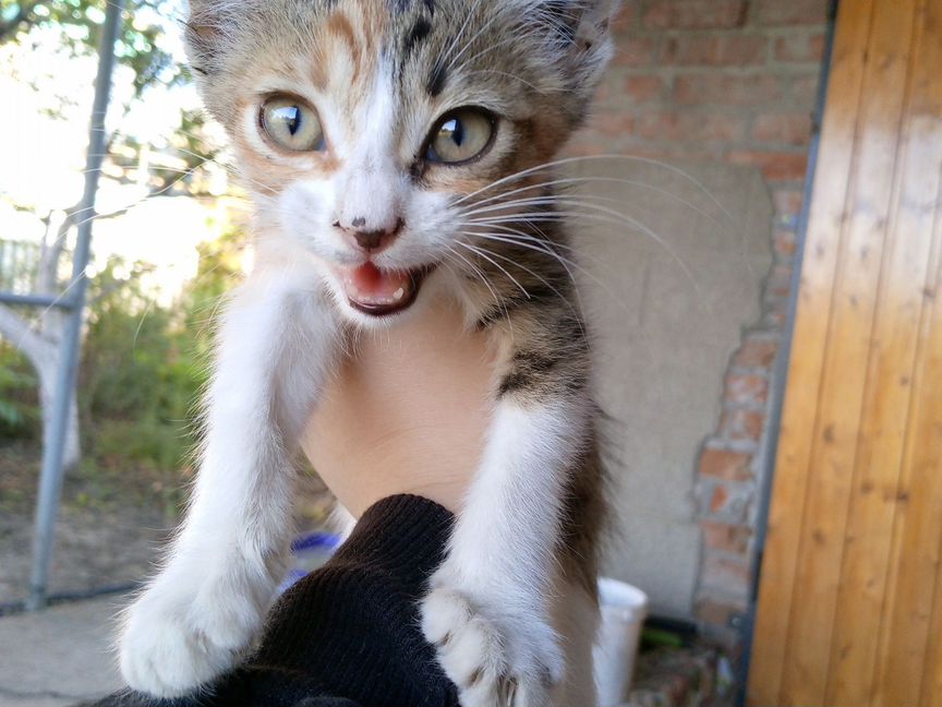 Трех цветный котенок