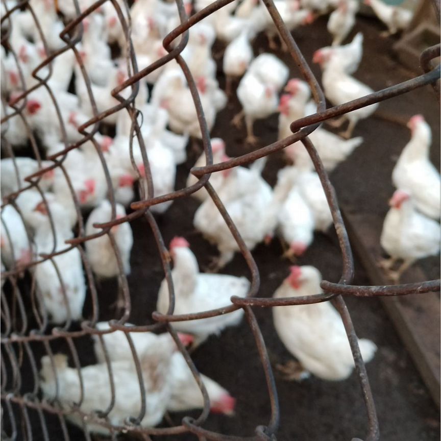 Куры домашние