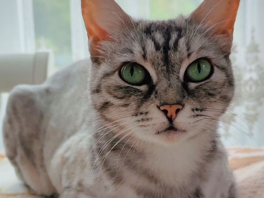 Зеленоглазая кошка окрас вискас в дар