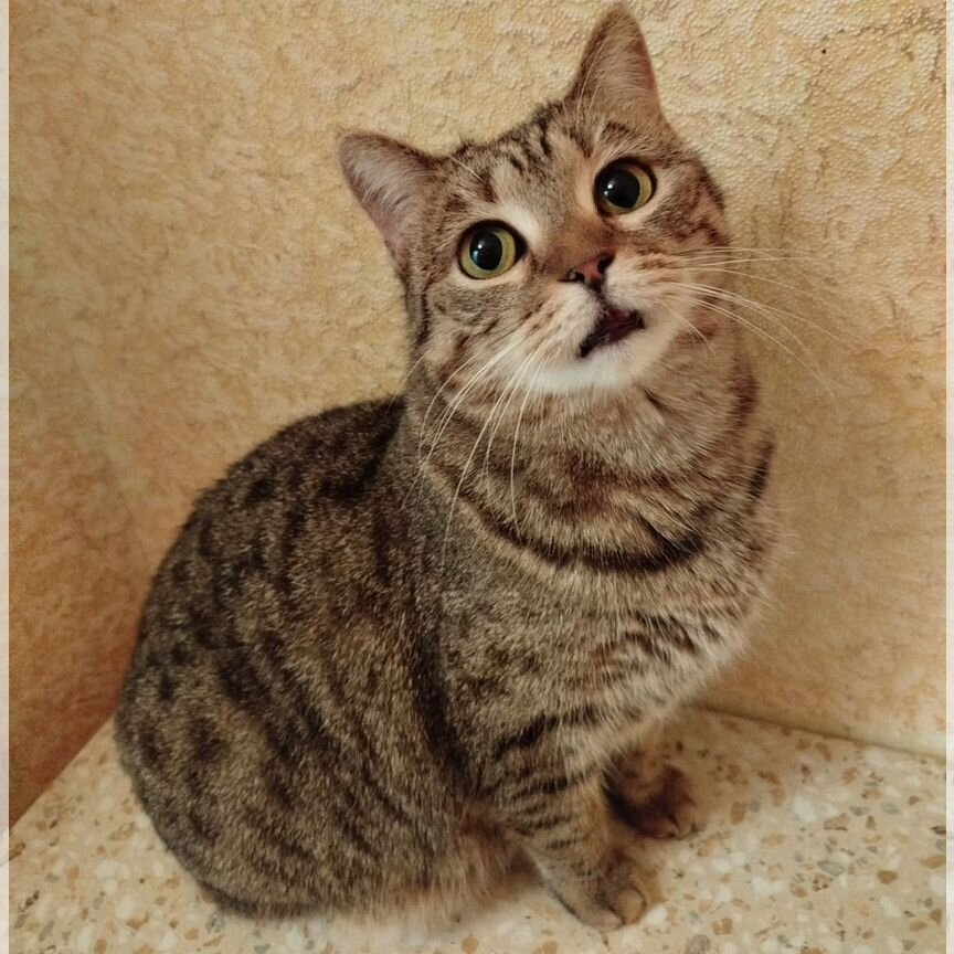 Взрослая, кошка в добрые руки