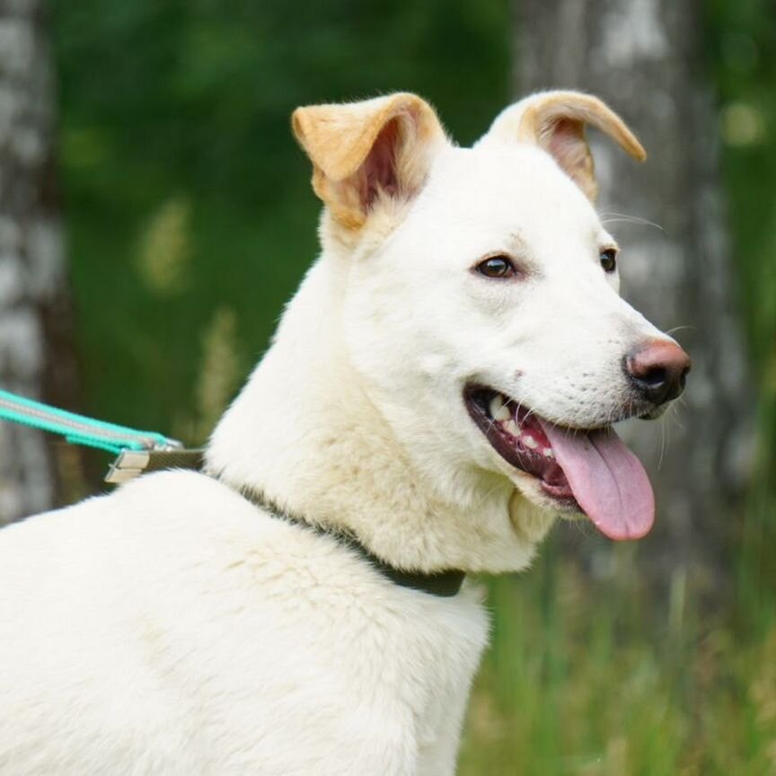 Красавец Беляш ищет дом