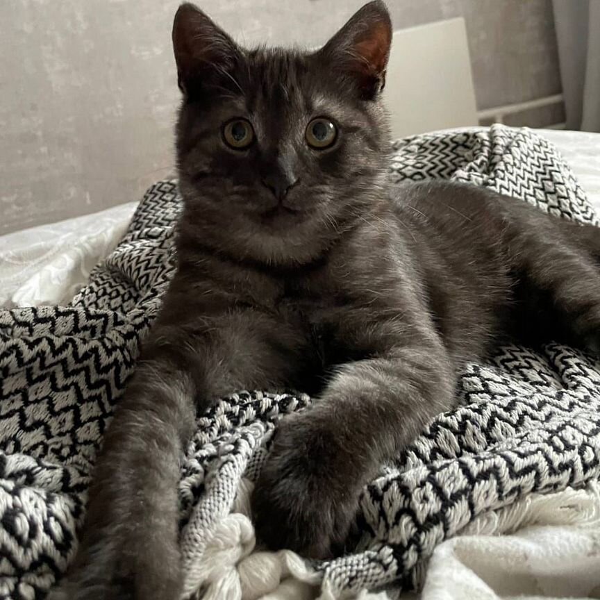 Британский длинношёрстный котёнок