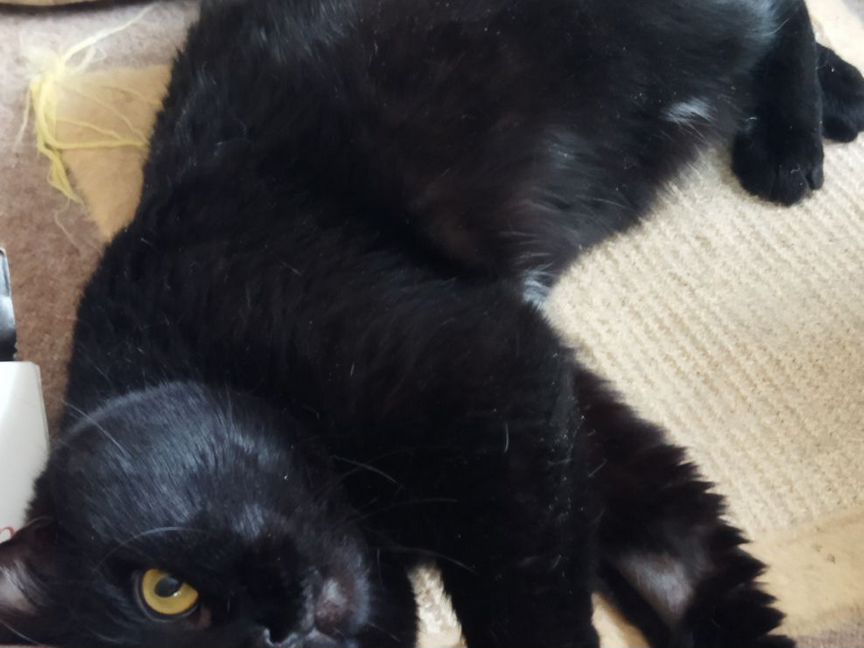 Потрясающий щекастик в добрые руки