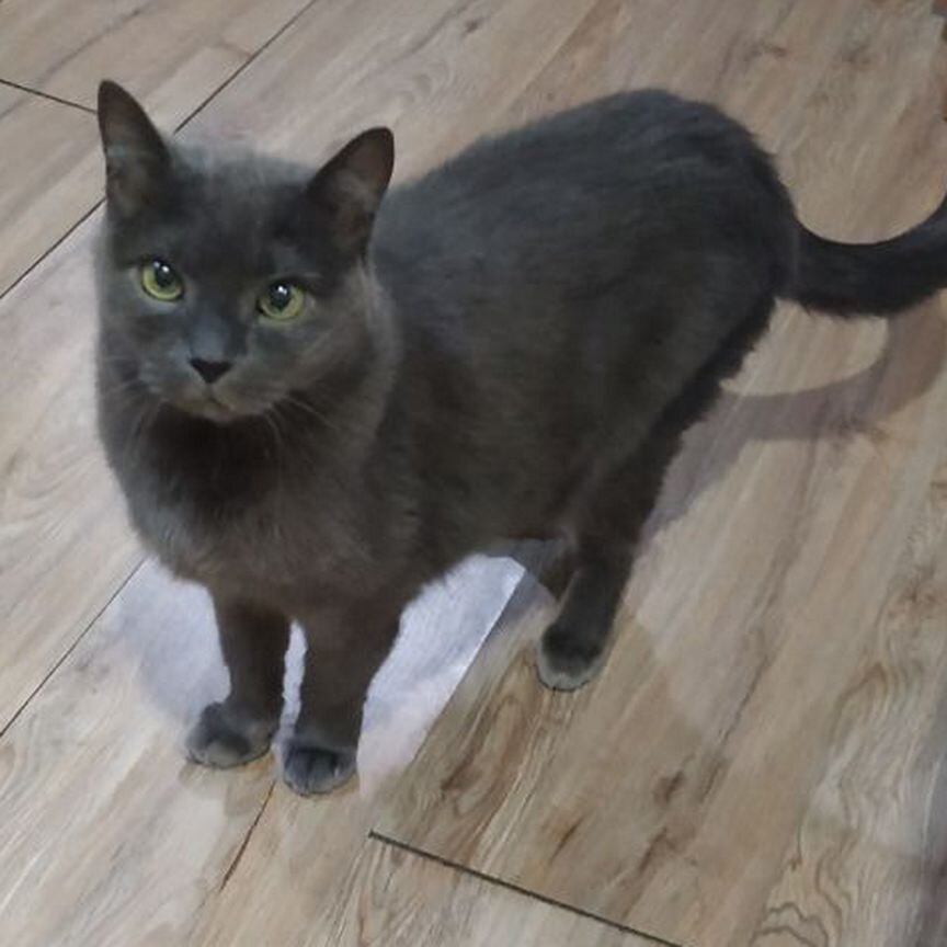 Взрослый кот в добрые руки