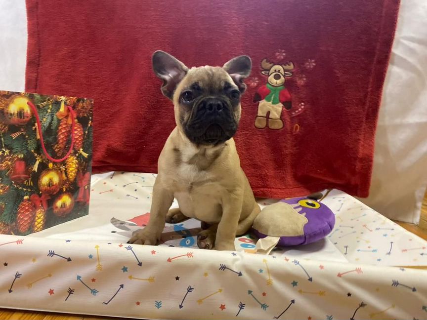 Маленький принц