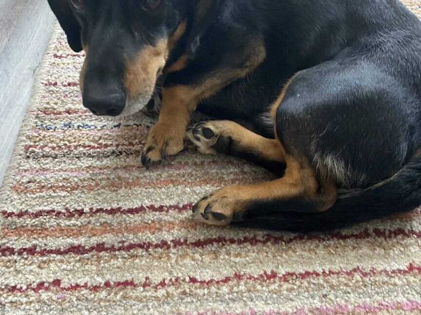 Такса В добрые руки