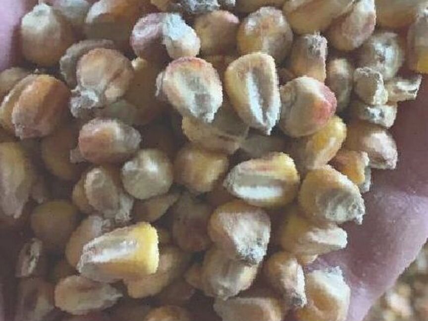 Кукуруза кормовая