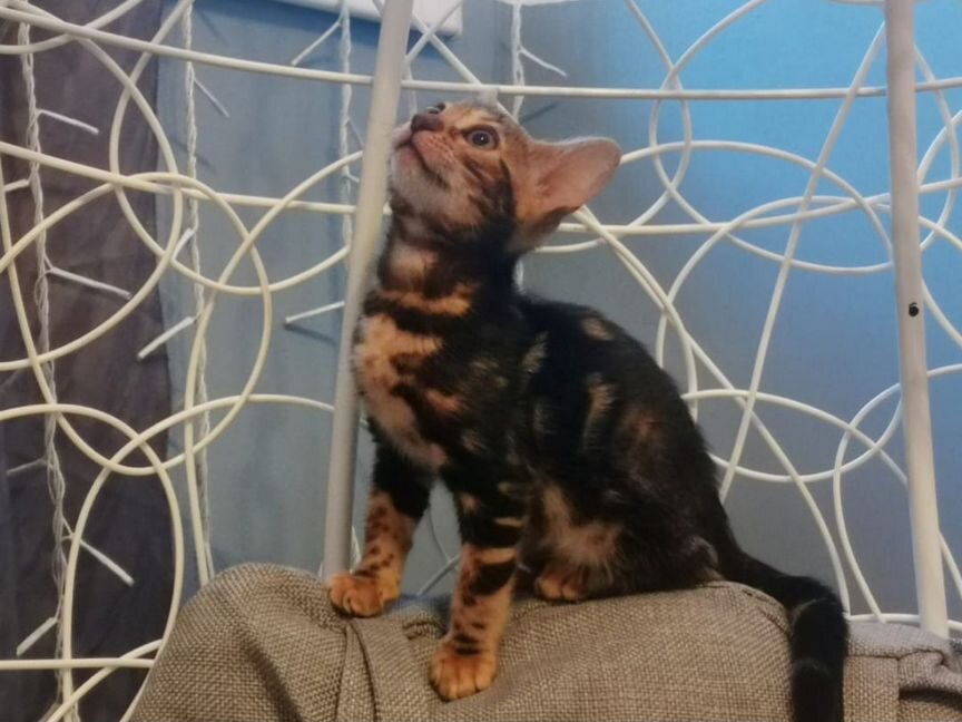Бенгальская кошка, бенгальская девочка