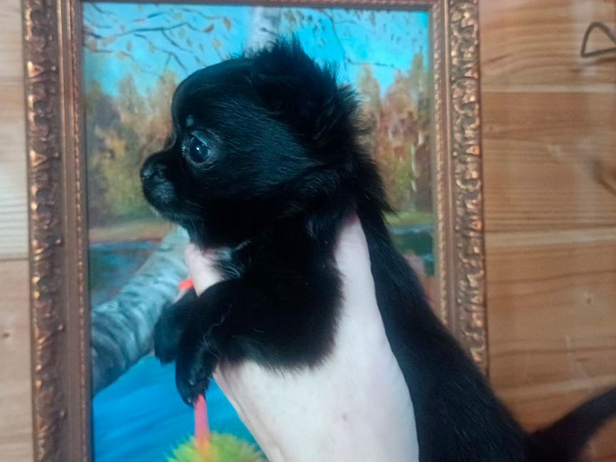 Чихуахуа щенок девочка