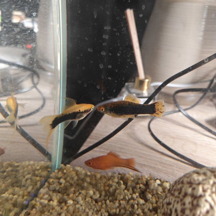 Рыбки меченосцы