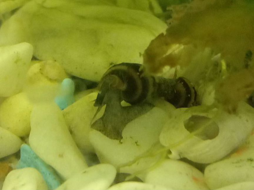 Улитка Хелена