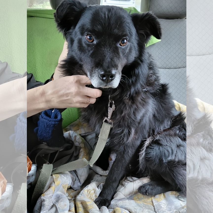 Взрослая собака в добрые руки