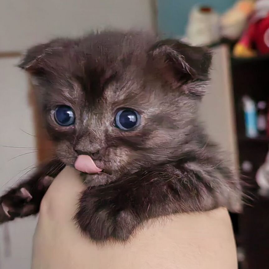 Котёнок в добрые руки