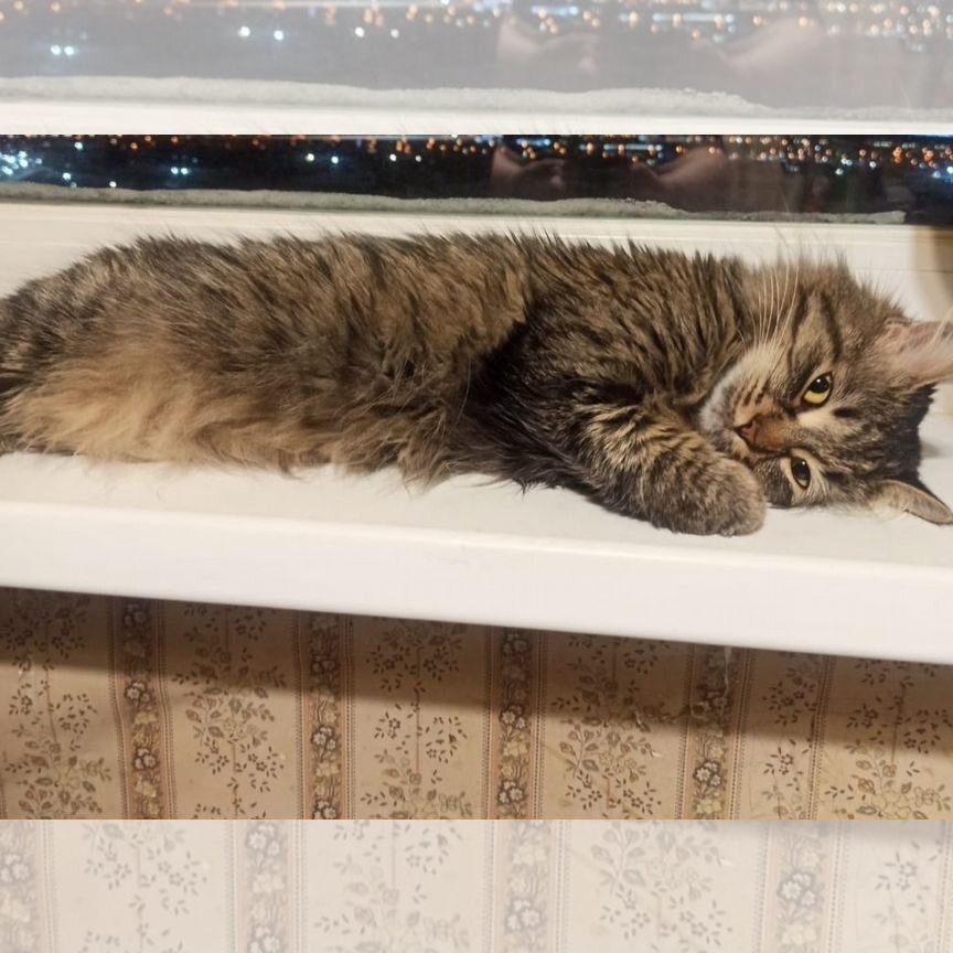 Умная кошечка в добрые ручки