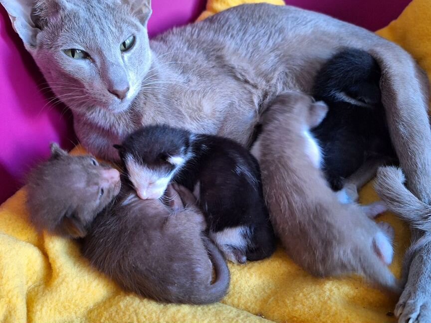 Ориентальные котята под бронь