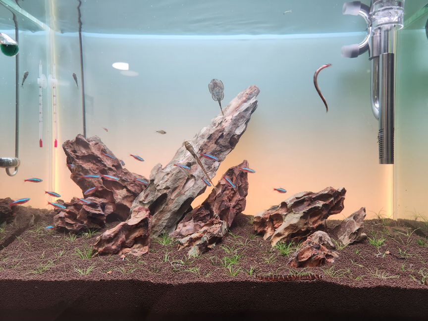 Расбора клинопятнистая 9шт