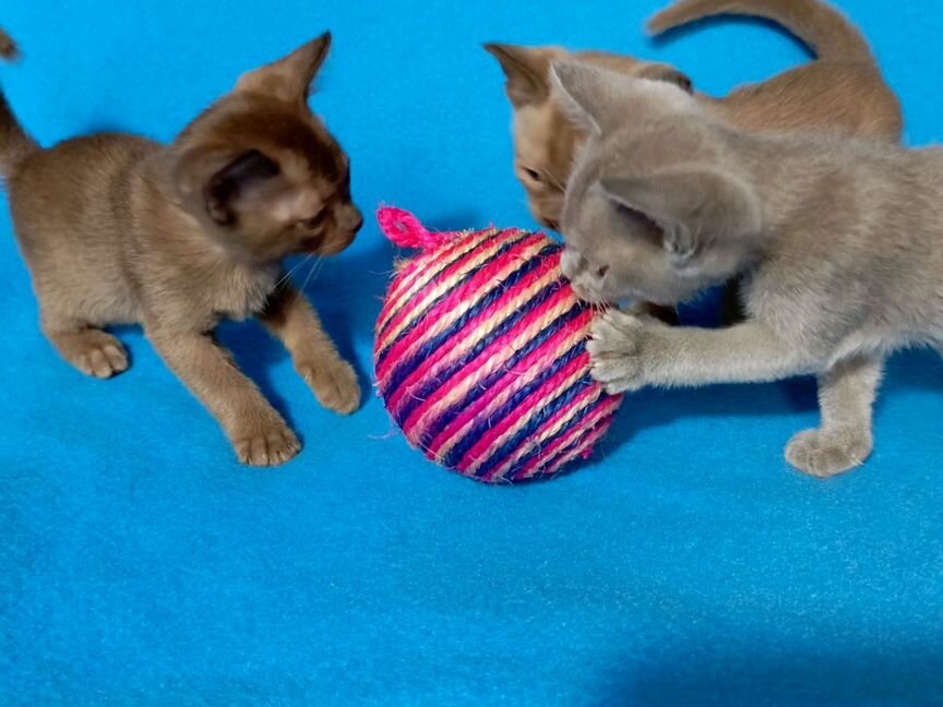 Бурманские котята