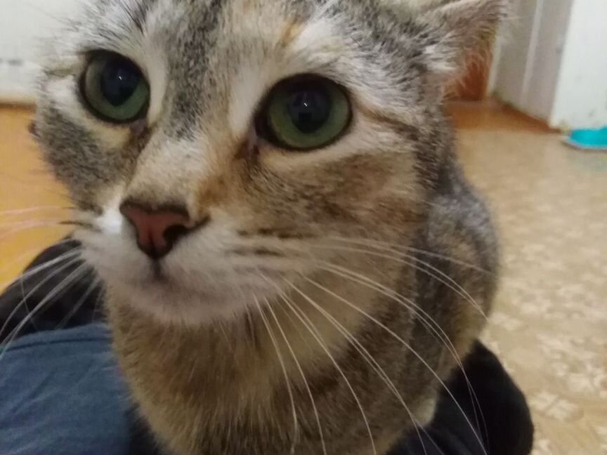 Кошка Зара