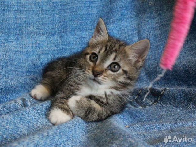 Месячный котенок девочка ищет дом