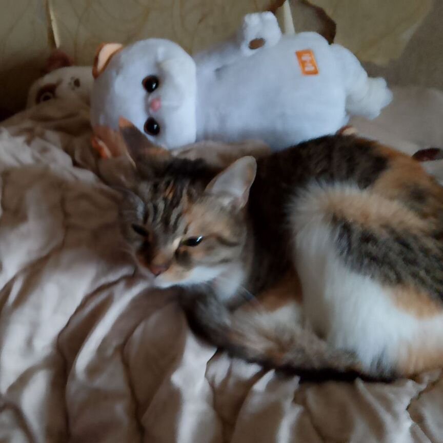Кошка в добрые руки