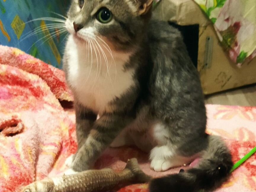 Кошки в добрые руки