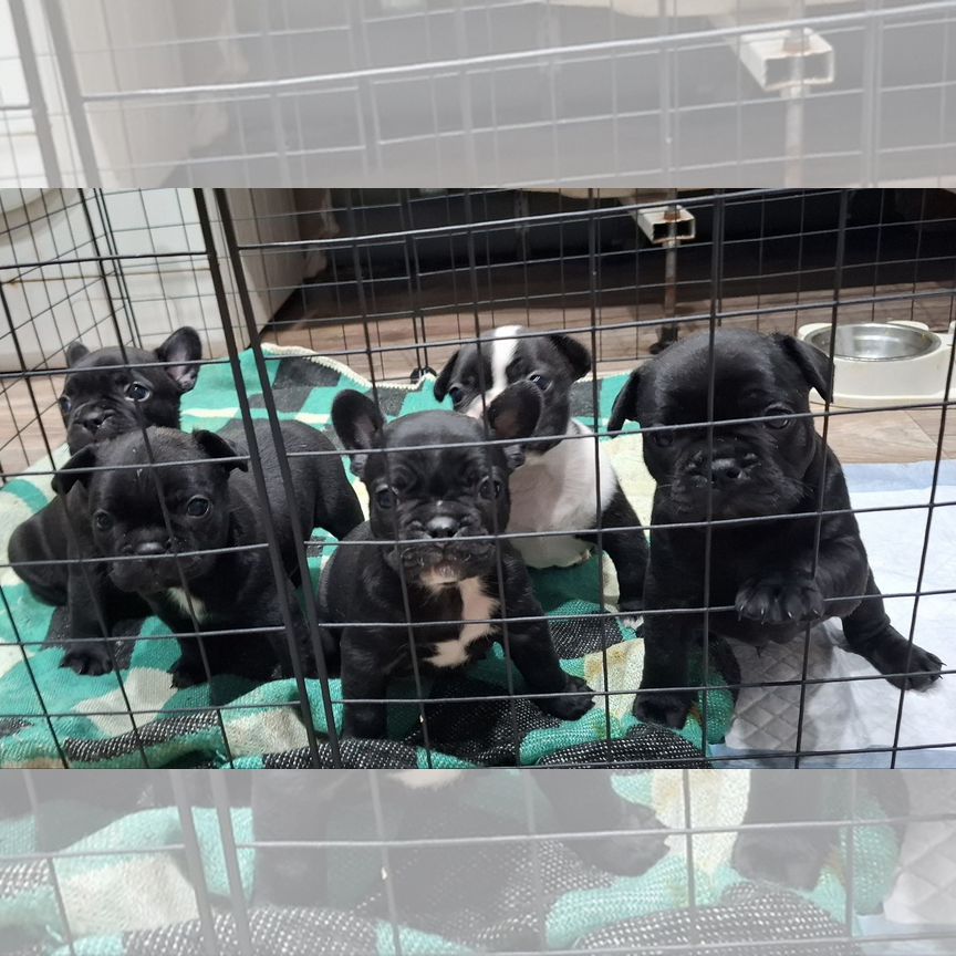 Французский бульдог, щенок