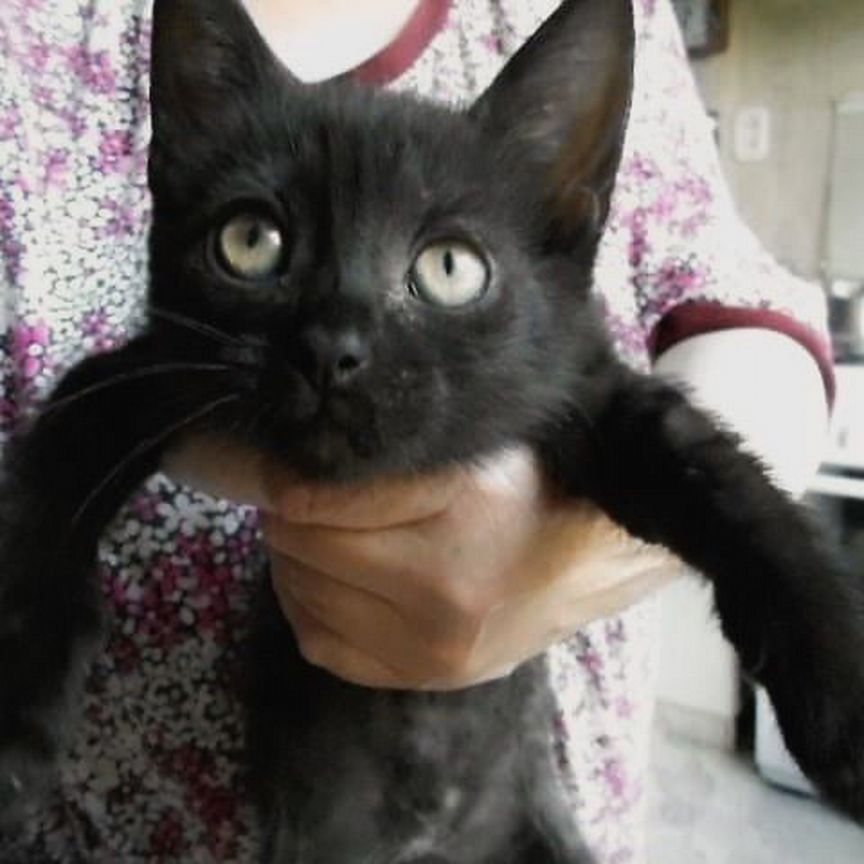 Черные котята, мальчик & девочка, ищут дом