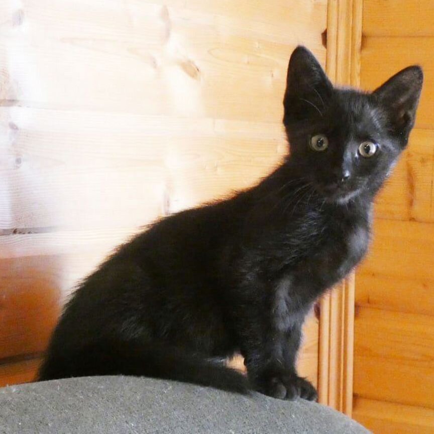 Черный котенок