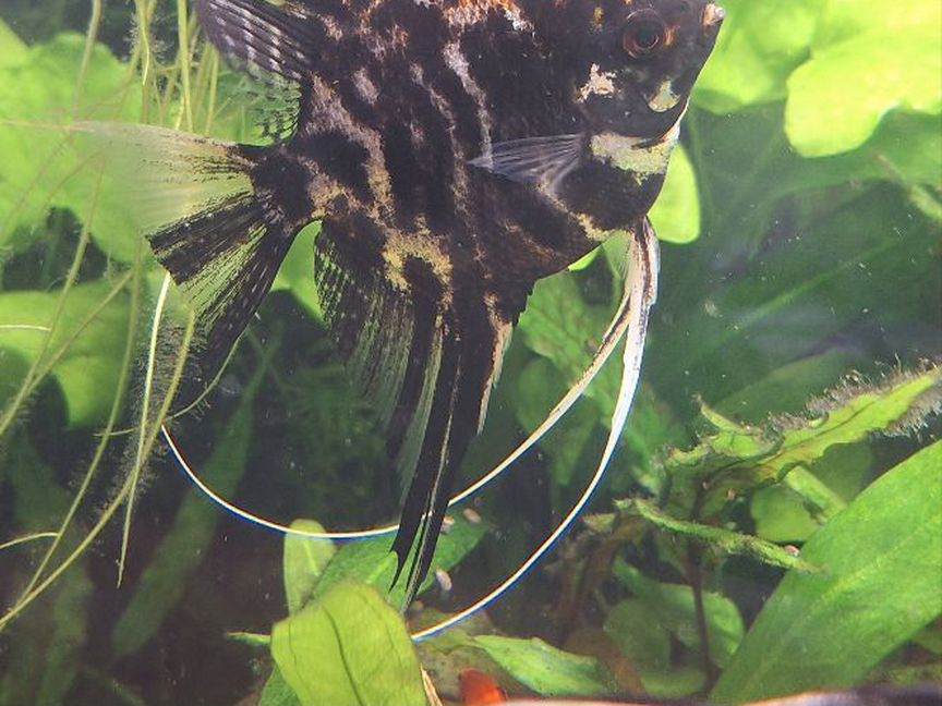 Аквариумные рыбки скалярии мраморные