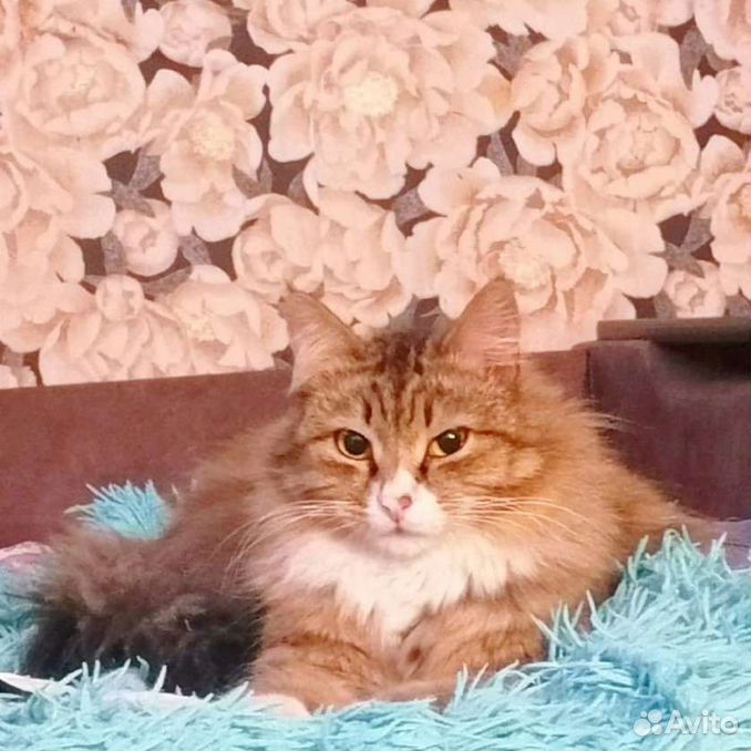 Ласковый и бездомный кот живёт на даче