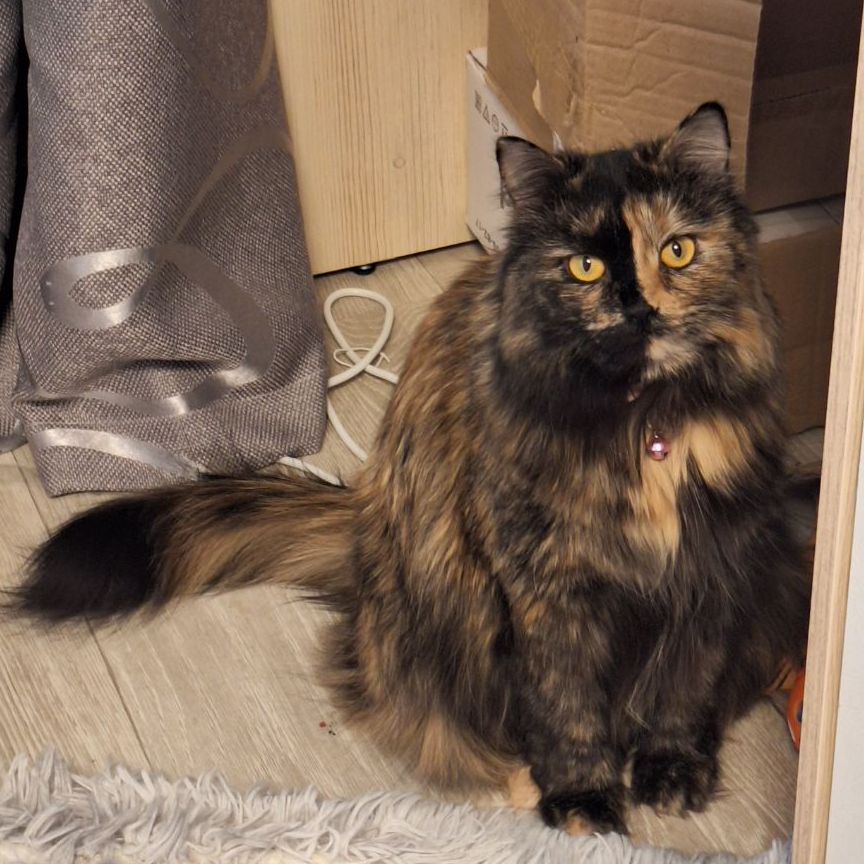 Взрослая, кошка в добрые руки