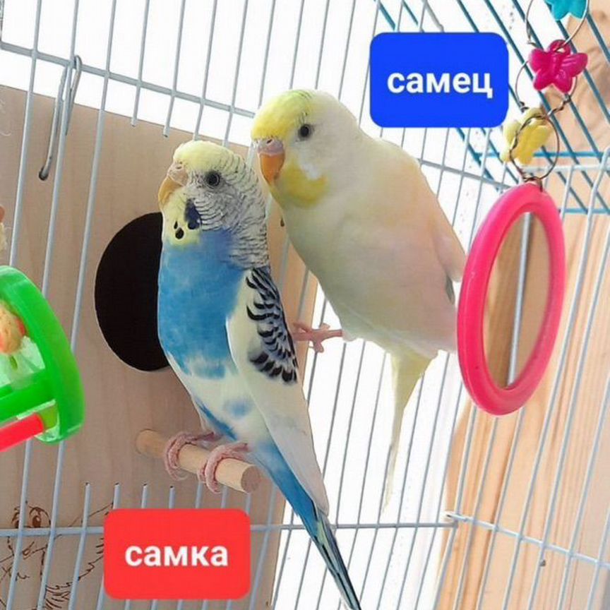 Пара волнистых попугаев