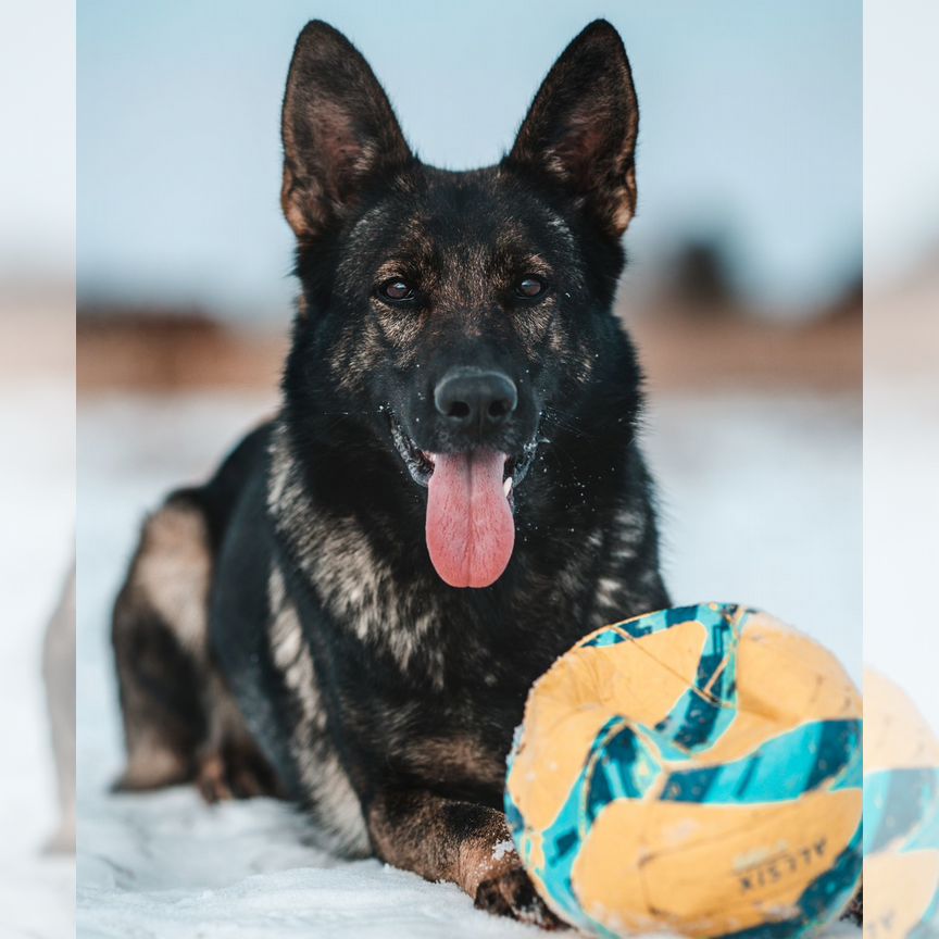 Продается взрослая немецкая овчарка