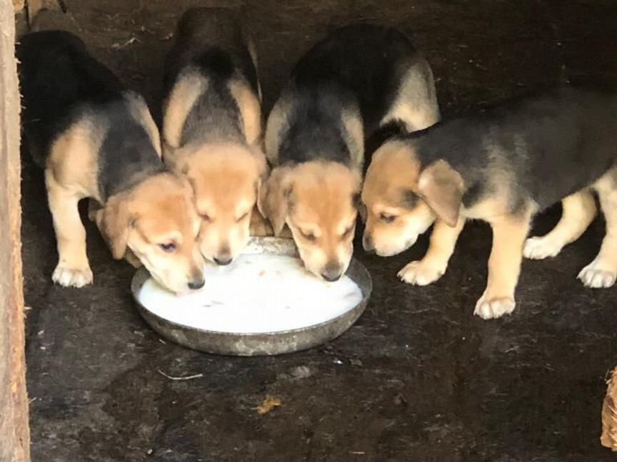 Щенки русской гончей