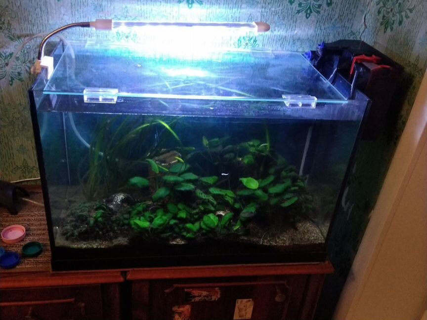 Аквариум с рыбками