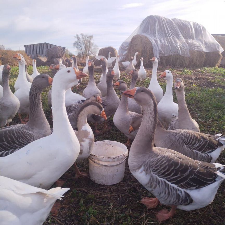 Гуси на забой