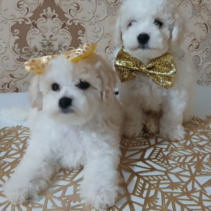 Бишон фризе, щенок