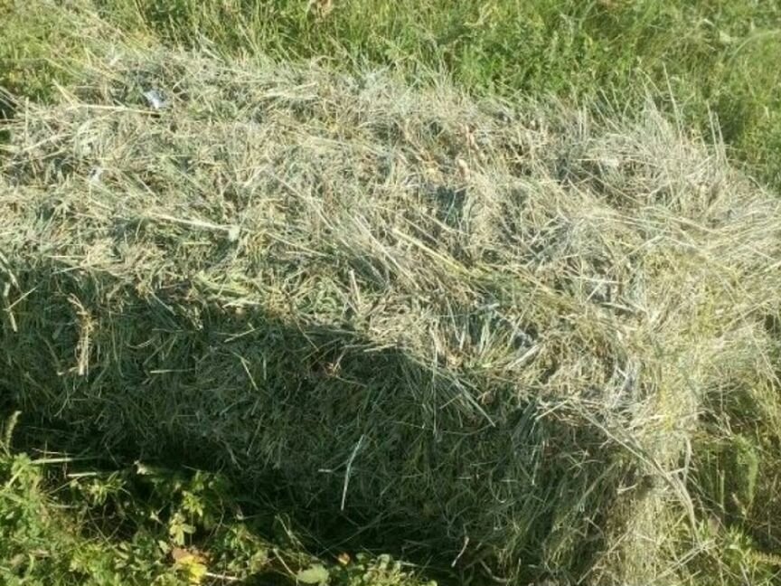 Сено суданка, солома гороховая