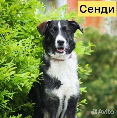 Чуткая домашняя умница — щенок Сенди в дар