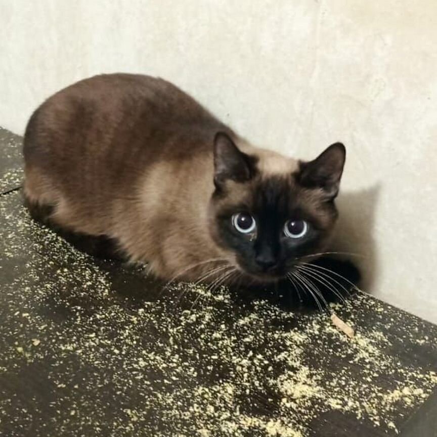 Нужна передержка для трех породистых кошек