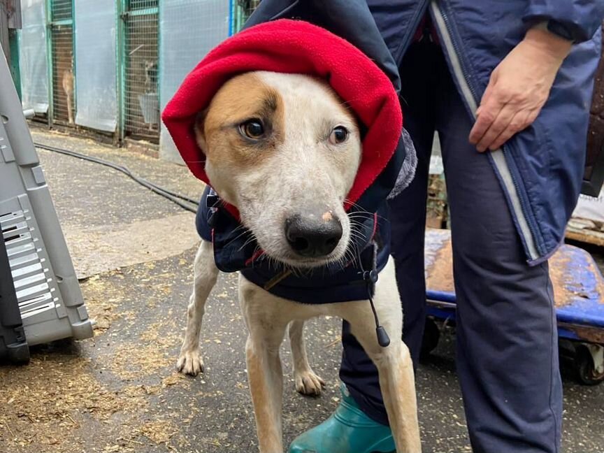 Собака из приюта в добрые руки