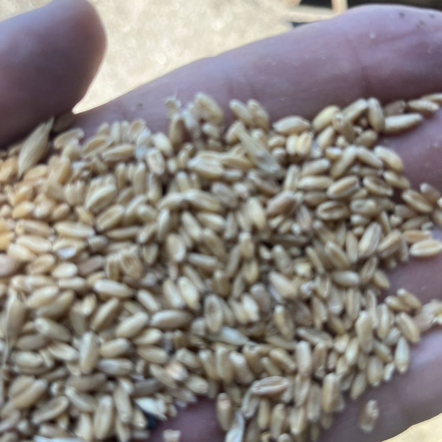 Озимая пшеница