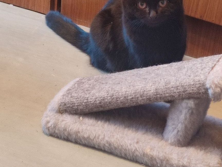Вислоухий котёнок
