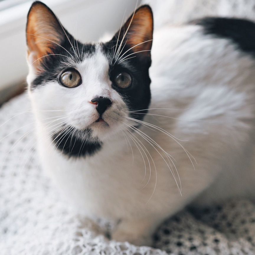 Котик Яша 6 мес