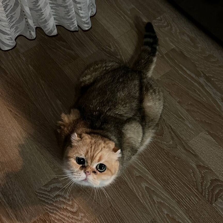 Кошка вислоухая ищет дом