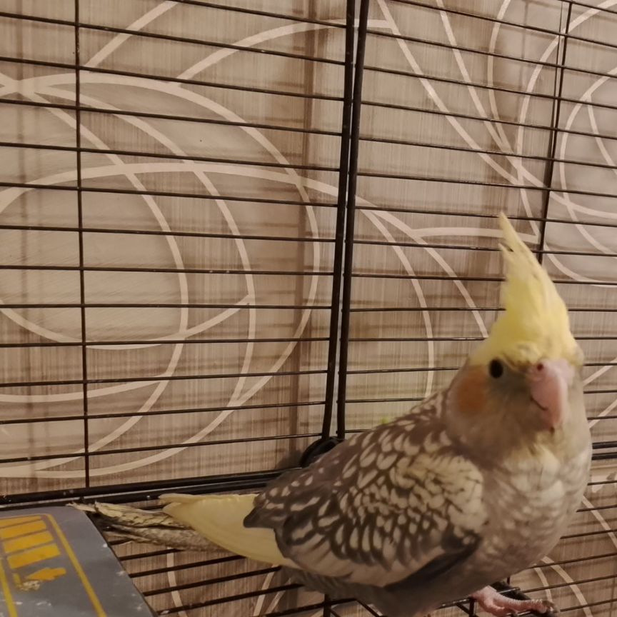 Попугай корелла с клеткой